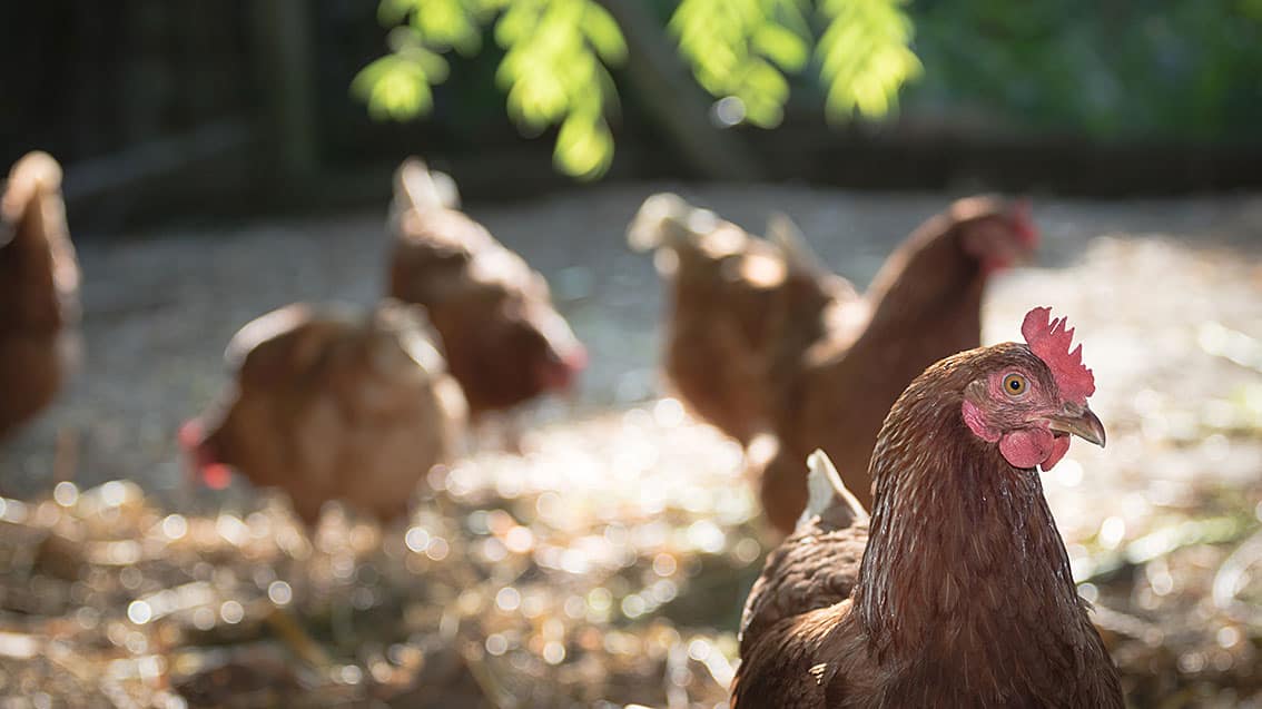 We've signed up to the European Chicken Commitment (ECC) - BM ...